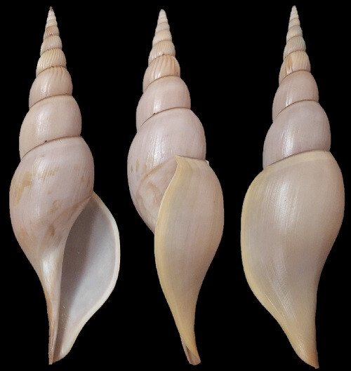 Seashell : Rare Teramachia (tibiaeforme) johnsoni 147 mm F+++/Gem (Philippines) | eBay