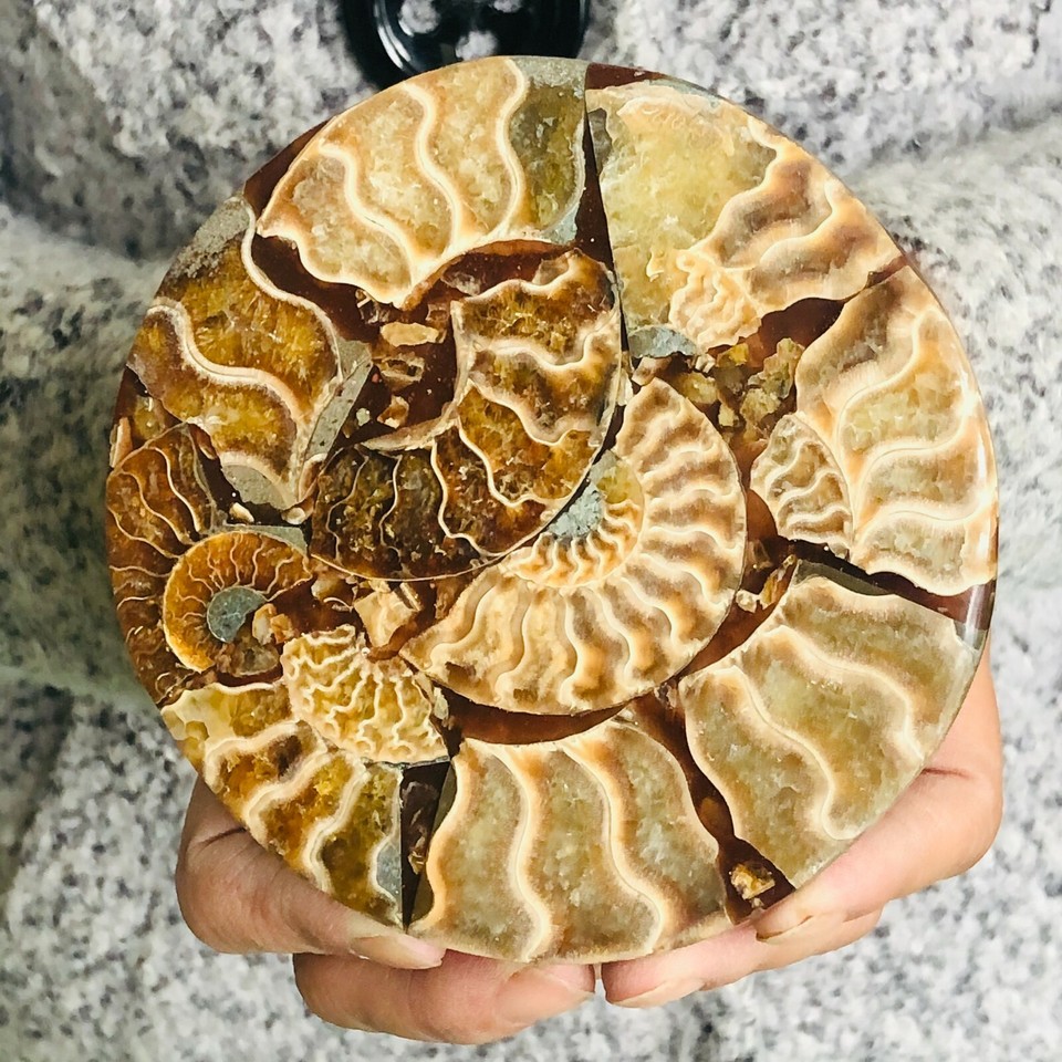 237g Natural Ammonite Disc Fossil Conch Specimen Healing G212 | eBay