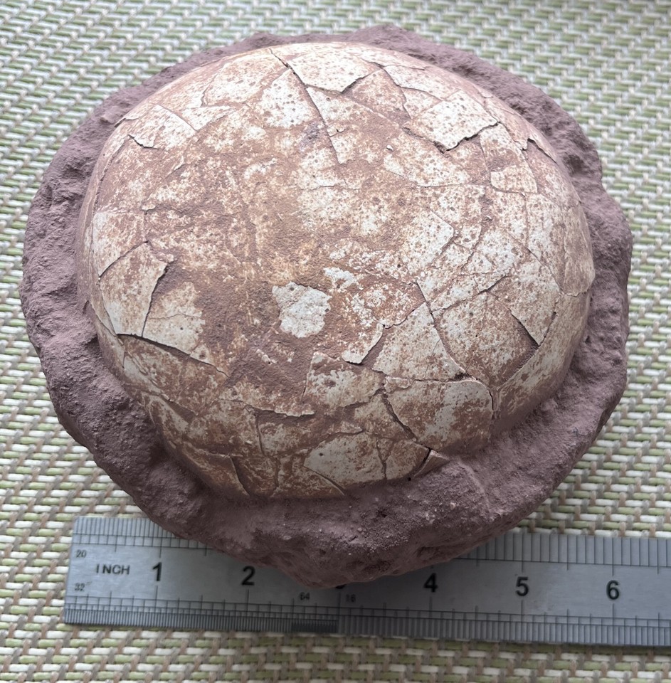 Unique Segnosaur Dinosaur Egg Fossilized Crystallized Fossil Jurassic ...