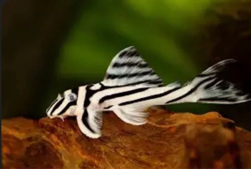 L46 Zebra Pleco | eBay