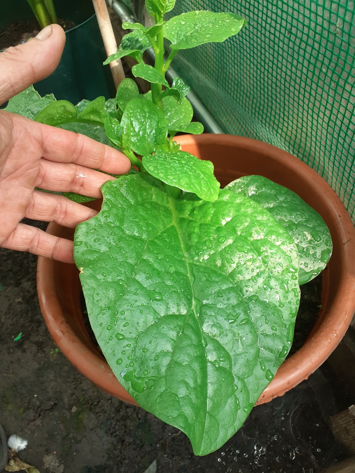 Malabar Spinach. Green Vine Climbing Bangladeshi Poi Shak Stir Fry - 5 ...