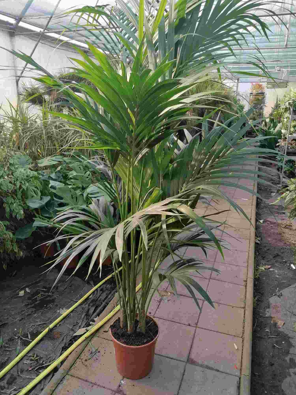 XXL Kentia Palme 200-250 cm 7-10 Pflanzen pro Topf Howea forsterian ...
