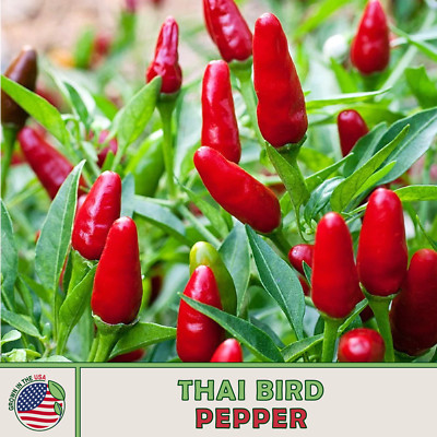 50 Thai Hot Bird Pepper Seeds, Heirloom, Non GMO, Genuine USA | eBay