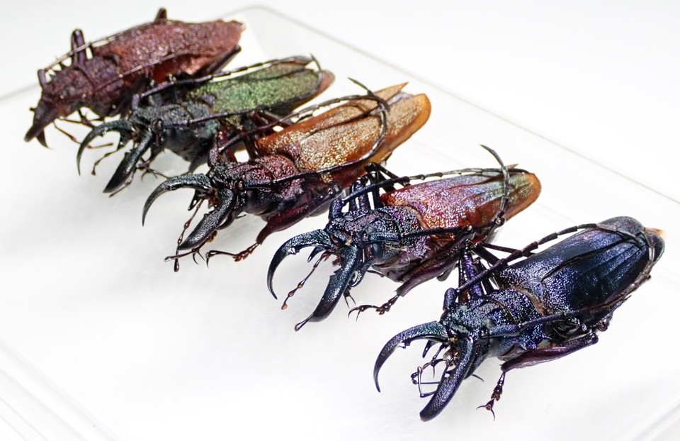 Insect - PRIONINAE Psalidognathus s. gloriosus - FN.Peru - Full color ...