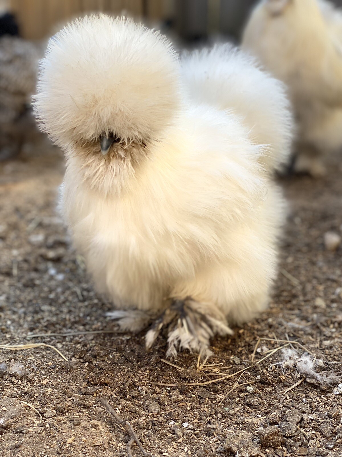 6 Show Quality Silkie Chicken Fertile Hatching Eggs,all Colors,Bearded ...
