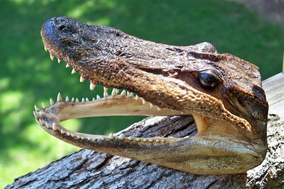 Gator Head 5-6 Inch Real Alligator Head Authentic Cajun Crocodile Sharp ...
