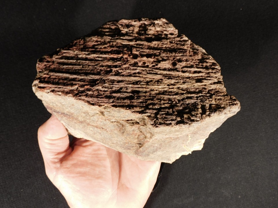 Larger! FERN PALM or CYCAD Fossil From Jurassic Utah! 100% Natural ...