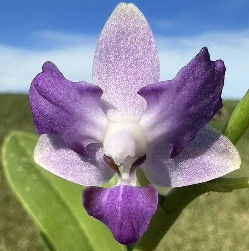 Orchid Phalaenopsis Phal. Tying Shin Blue Jay (peloric). Spike Bloom | eBay
