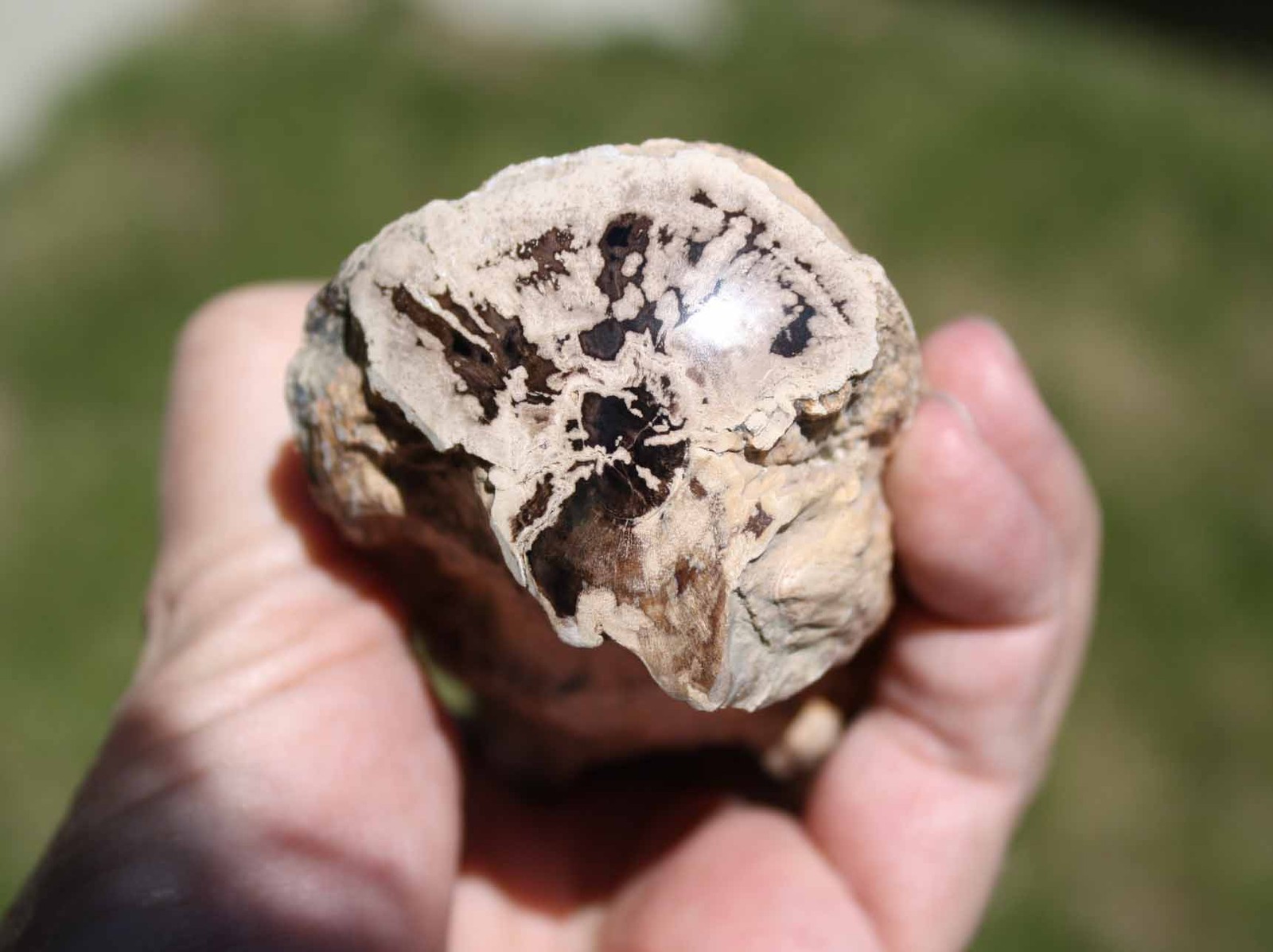 AGATIZED PETRIFIED TREE LIMB FOSSILS FROM EDEN VALLEY - PETRIFIED WOOD ...