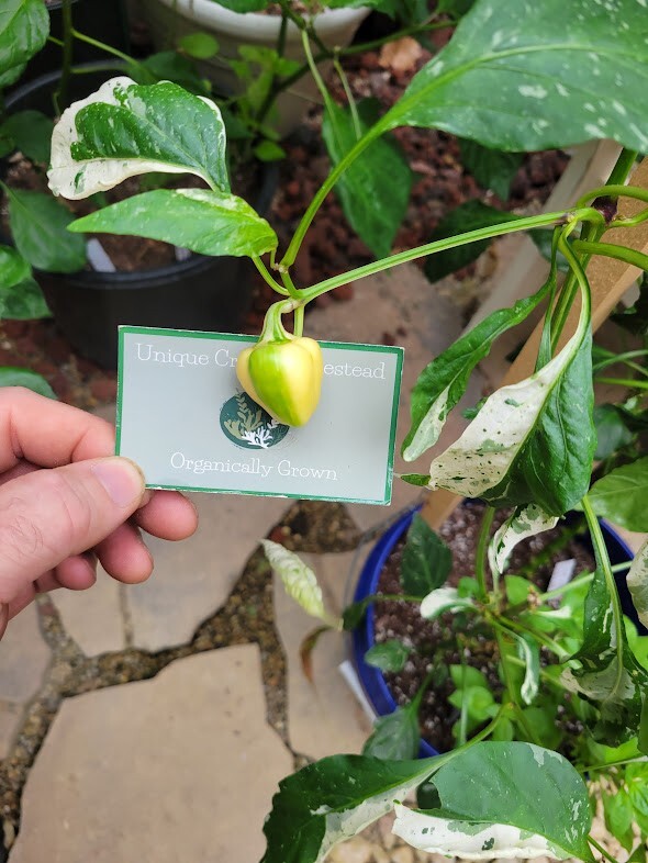 Variegated Baby BELL Pepper Seeds Mini Peppers Unique Creek Homestead ...