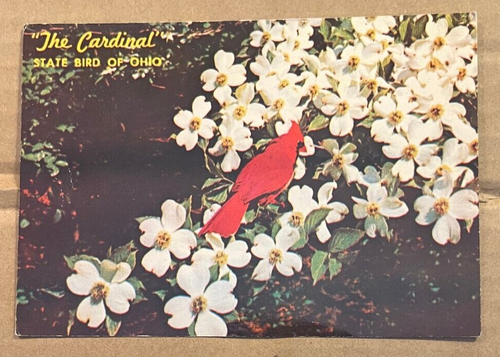 VINTAGE POSTCARD - CARDINAL, STATE BIRD OF OHIO | eBay
