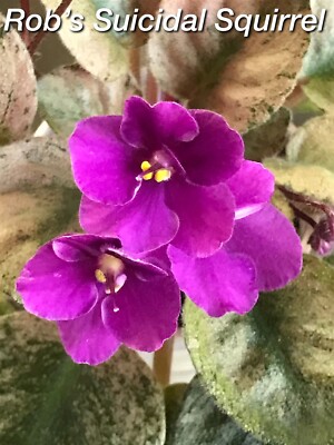 African Violet Leaves (2) Rob's Suicidal Squirrel (SM) | eBay