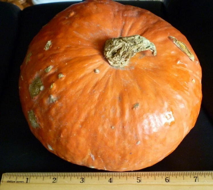 Red Kabocha Squash