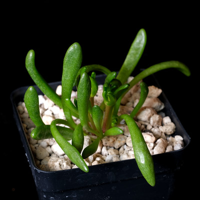 Dudleya variegata - 2.5" tall pot - CA Native, Soft Succulent | eBay