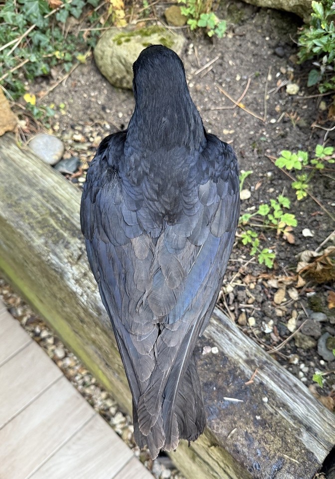 🎃 Taxidermy CROW Not raven man cave gothic skull curiosity Tattoo ...