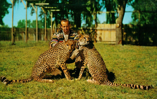 Postcard Ocala FL Leopards Cheetah John Hamlets Birds Prey A233 | eBay