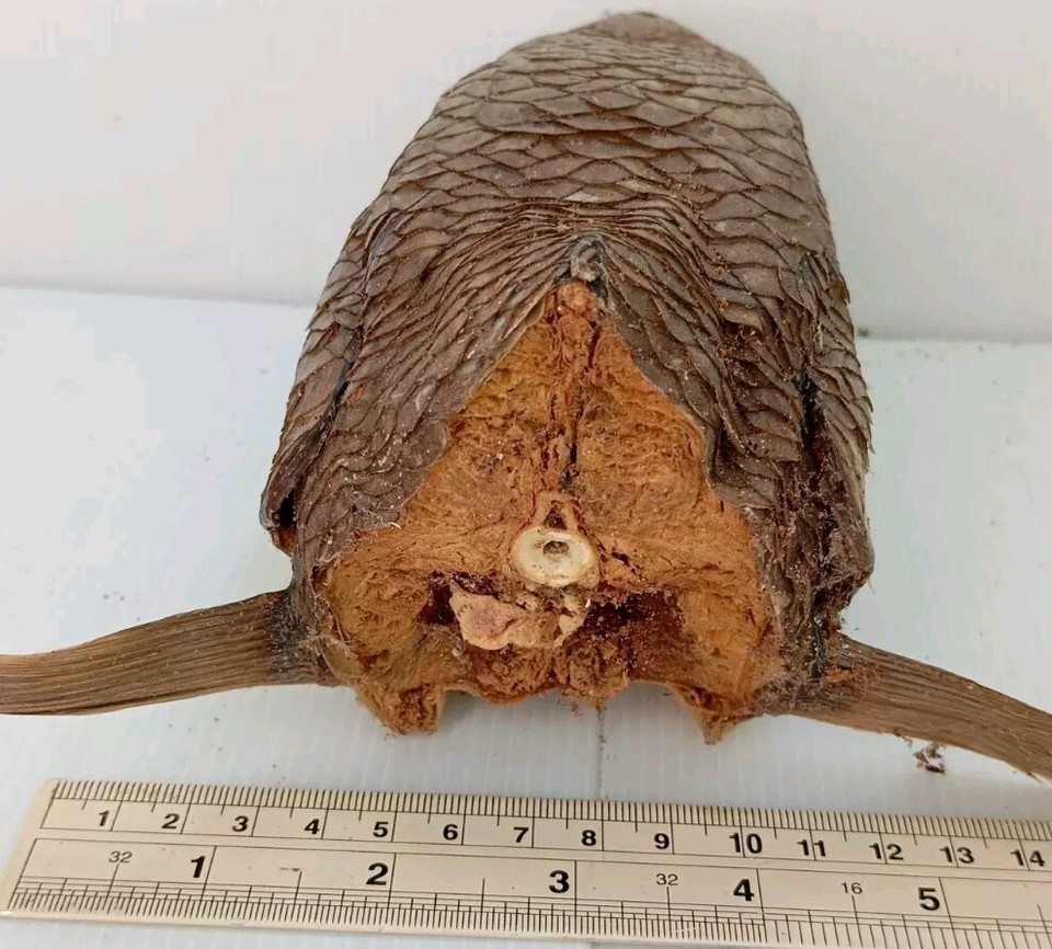 Real Genuine Giant Snakehead Fish Skull Taxidermy Mount Tooth Skeleton ...