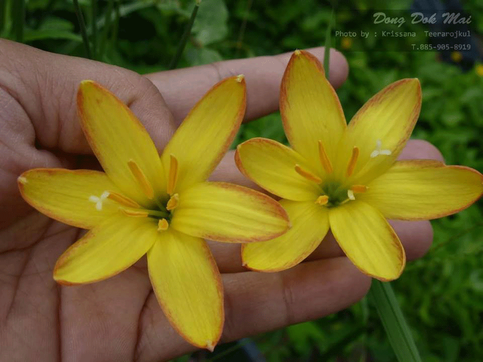 5 BULBS KING RANSAM RAIN LILY ZEPHYRANTHES ROSEA .FLOWERING SIZE. | eBay
