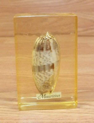 Unbranded Mauritius Olive Shell in Glass Souvenir Collectible Paper ...