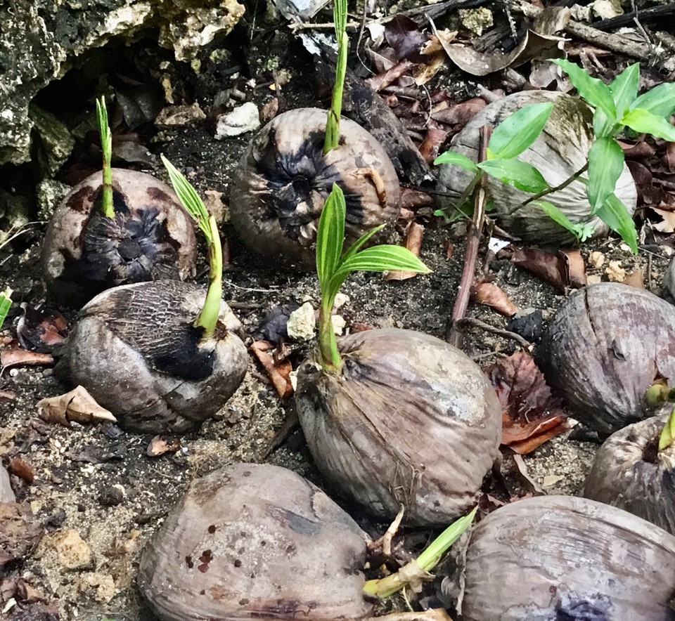 Coconut Seeds Sprout Coconut seed sprouted 2 Organic seeds | eBay