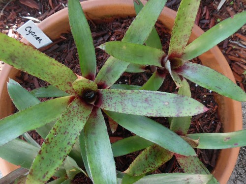 Neoregelia CYANEA Bromeliad one tropical plant *SMALL* | eBay