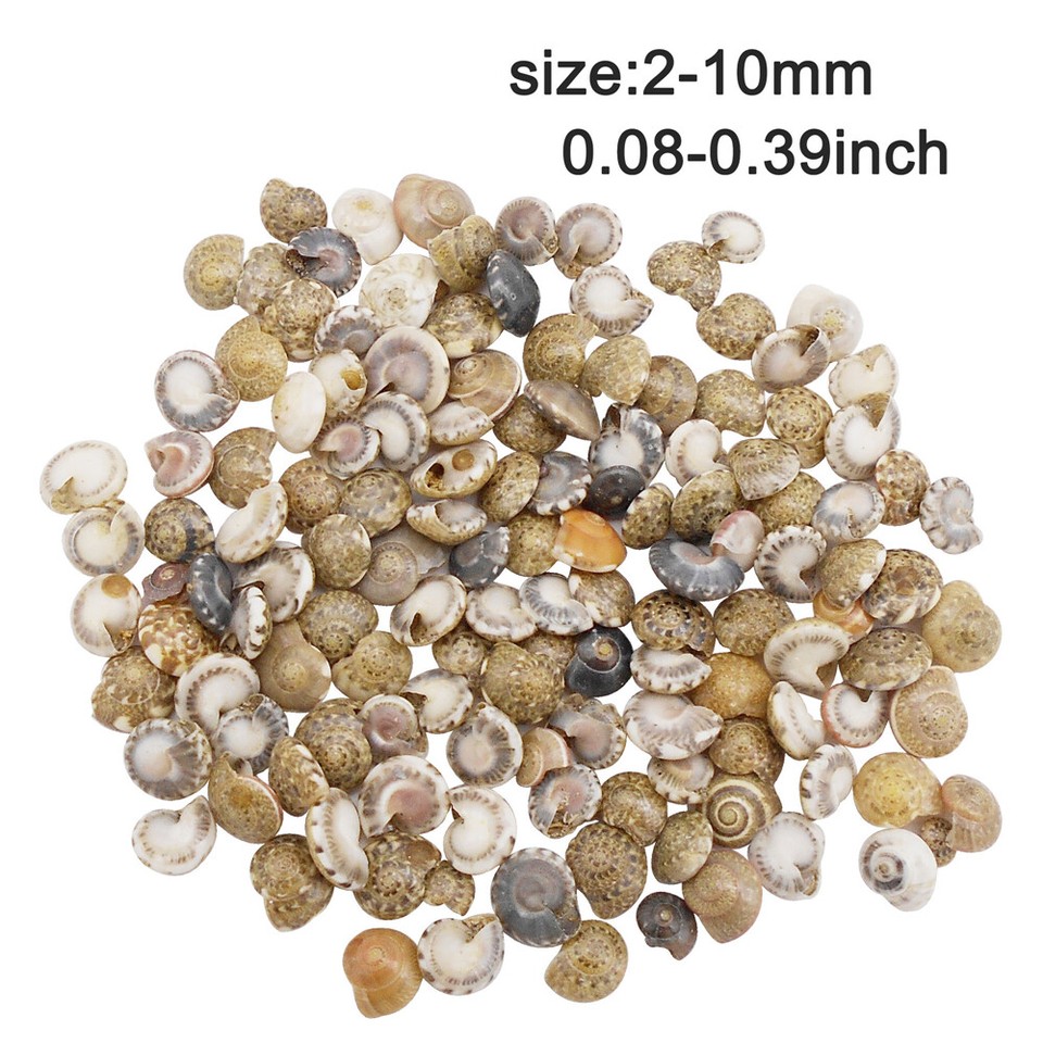 200-pack Bulk Tiny Snail Shells For Crafts Beach Wedding Art Decoration ...