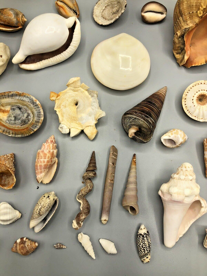 Ocean Sea Shell Lot Medium & Small Volute Spider Speckled Conch ...