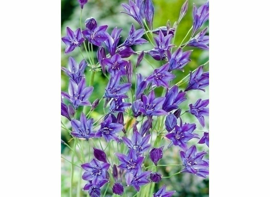 TRITELEIA QUEEN FABIOLA GARDEN FLOWERS BULBS FLOWERING BRODIAEA ...