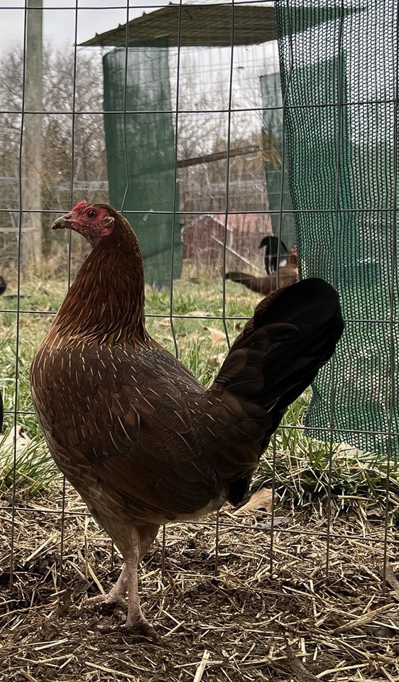 6 Pure Larry Romero Roundhead Gamefowl Chicken Poultry Hatching Eggs | eBay
