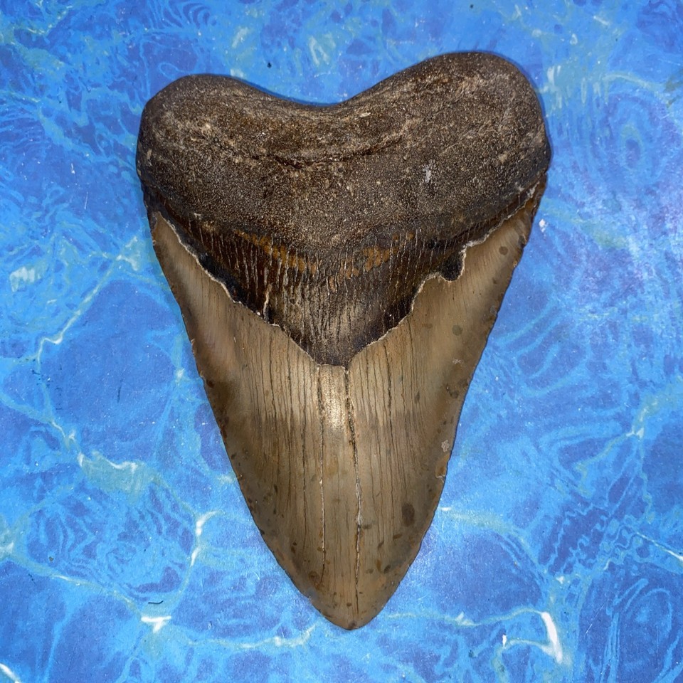 MEGALODON SHARK TOOTH 5.58” HUGE TEETH MEG SCUBA DIVER DIRECT FOSSIL NC ...