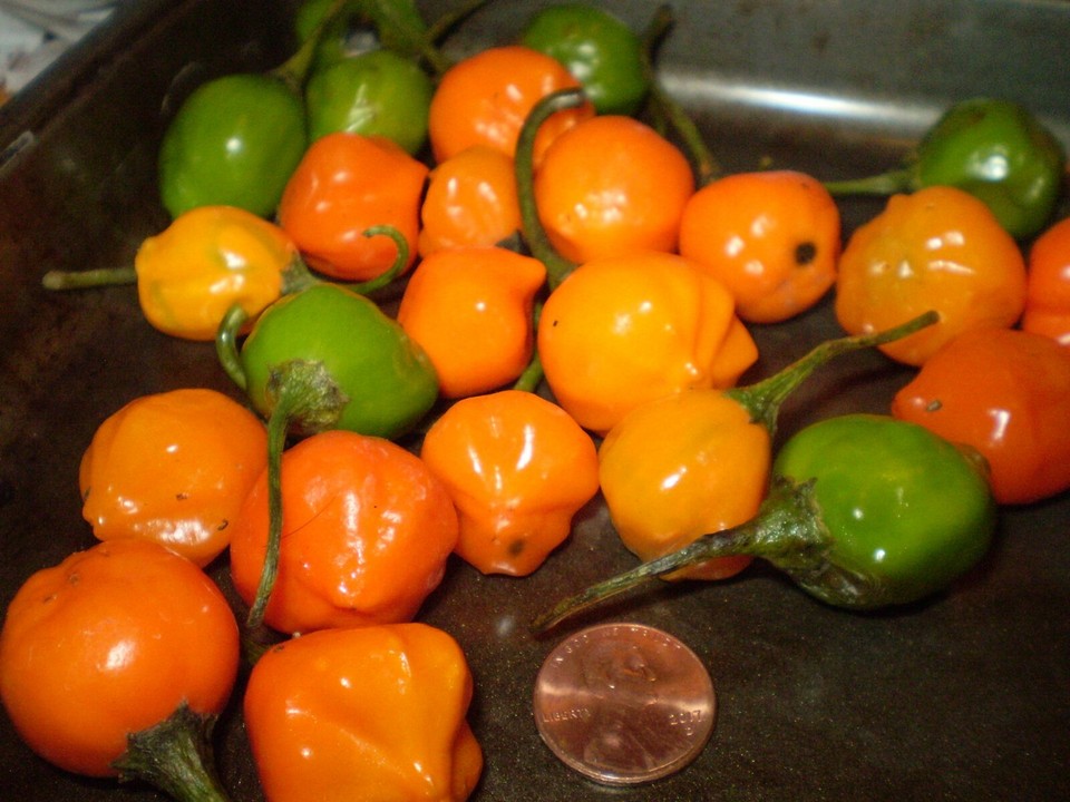 AWESOME ASSORTED CHILI PEPPER SEEDS 21 varieties you choose hot mild ...