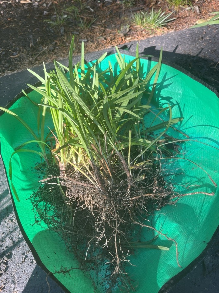 Monkey Grass, Big Blue, Clumping, Lirope Spicata 30 Bare Root Plants | eBay