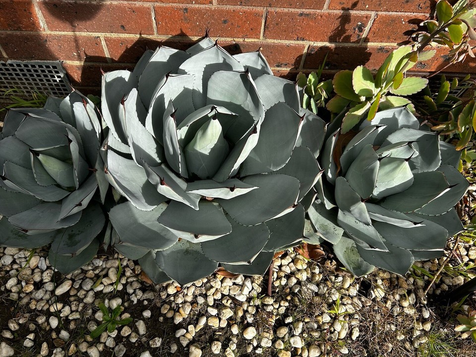 2x Agave Parryi Or Mescal agave- Succulent | eBay Australia