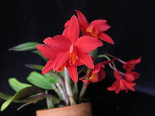 DO - Sl. Tiny Rubies x Lc. Rojo, mini-catt, Orchid, super red clusters ...