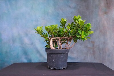 'GREEN ISLAND' FICUS Pre-Bonsai Tree! Aerial Roots! Great for Banyan ...