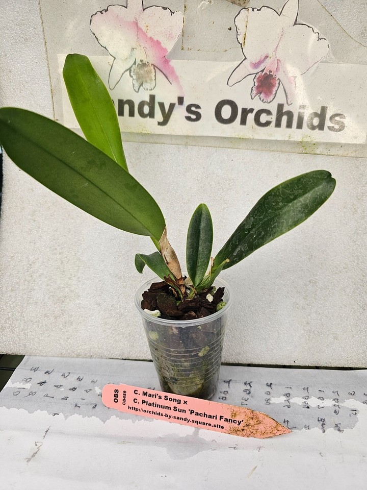 C. Mari's Song x C. Platinum Sun 'Pachara Fancy' Live Orchid Plant ...