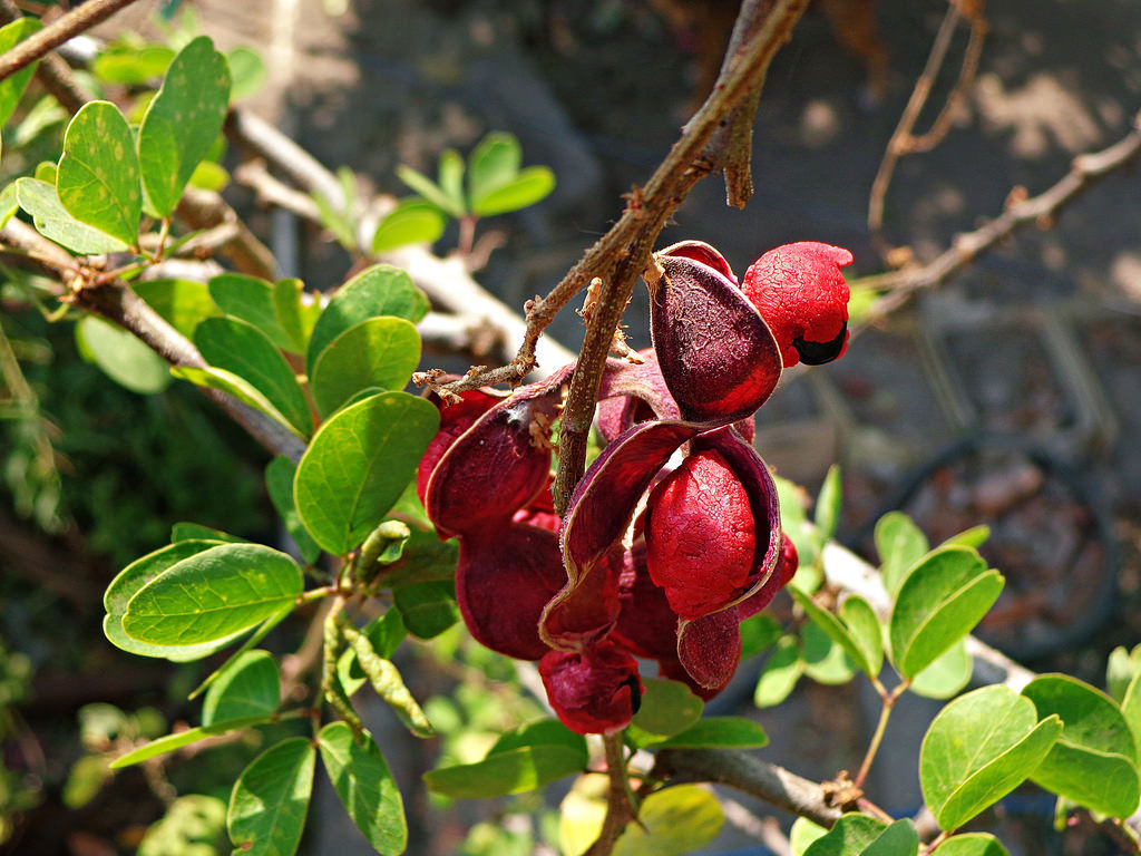 10 Seeds, Red Guamuchil Tree, Pithecellobium dulce, Madras Thorn Manila ...