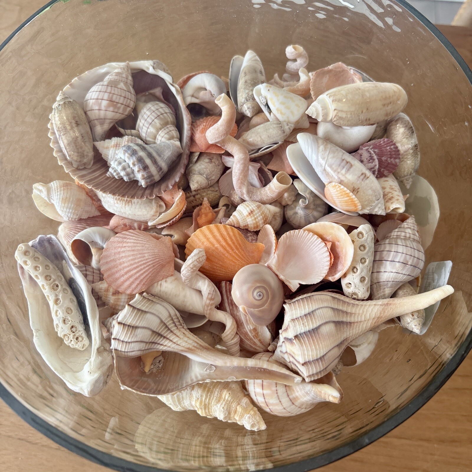 Beautiful Assortment of Sanibel Island And Captiva Sea Shells Crafts ...