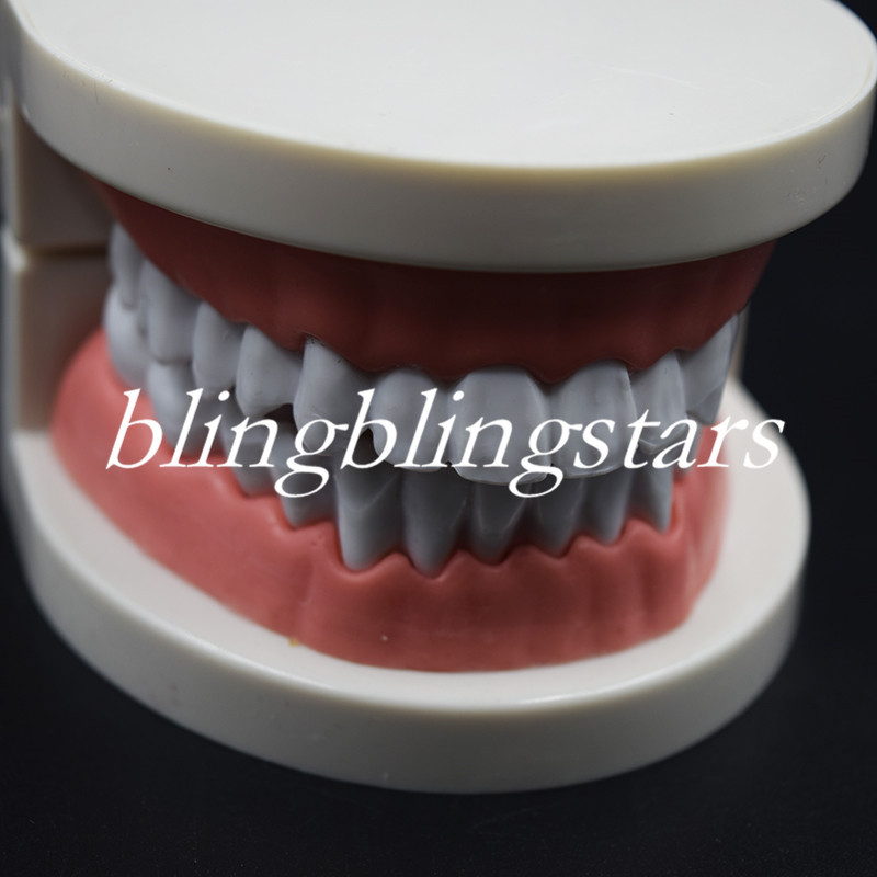 Dental Adult Standard Teeth Model Demonstration Tooth Teaching Teach ...