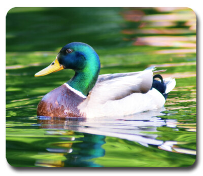 Mallard Duck Drake ~ Mousepad / PC Mouse Pad ~ Gifts for Hunter Hunting ...