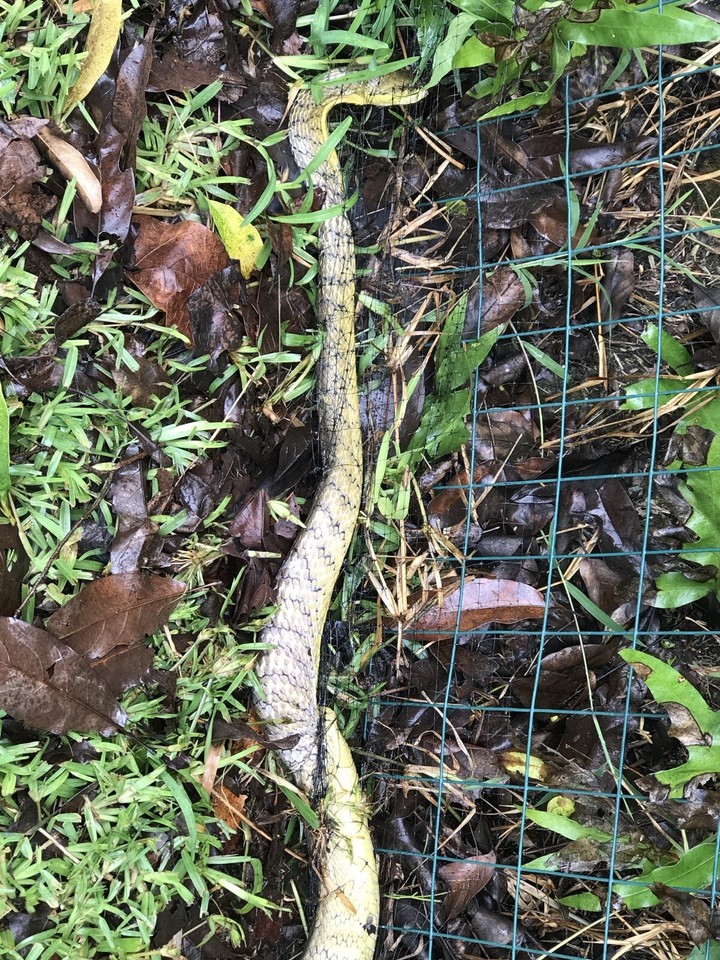 Eve'S Revenge Snake Snares Animal Barriers 100' Snake Trap + Fence ...