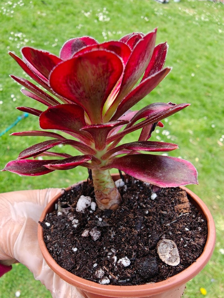 Aeonium Chanel Rooted plant - one rosette Variegated- choose size UK ...