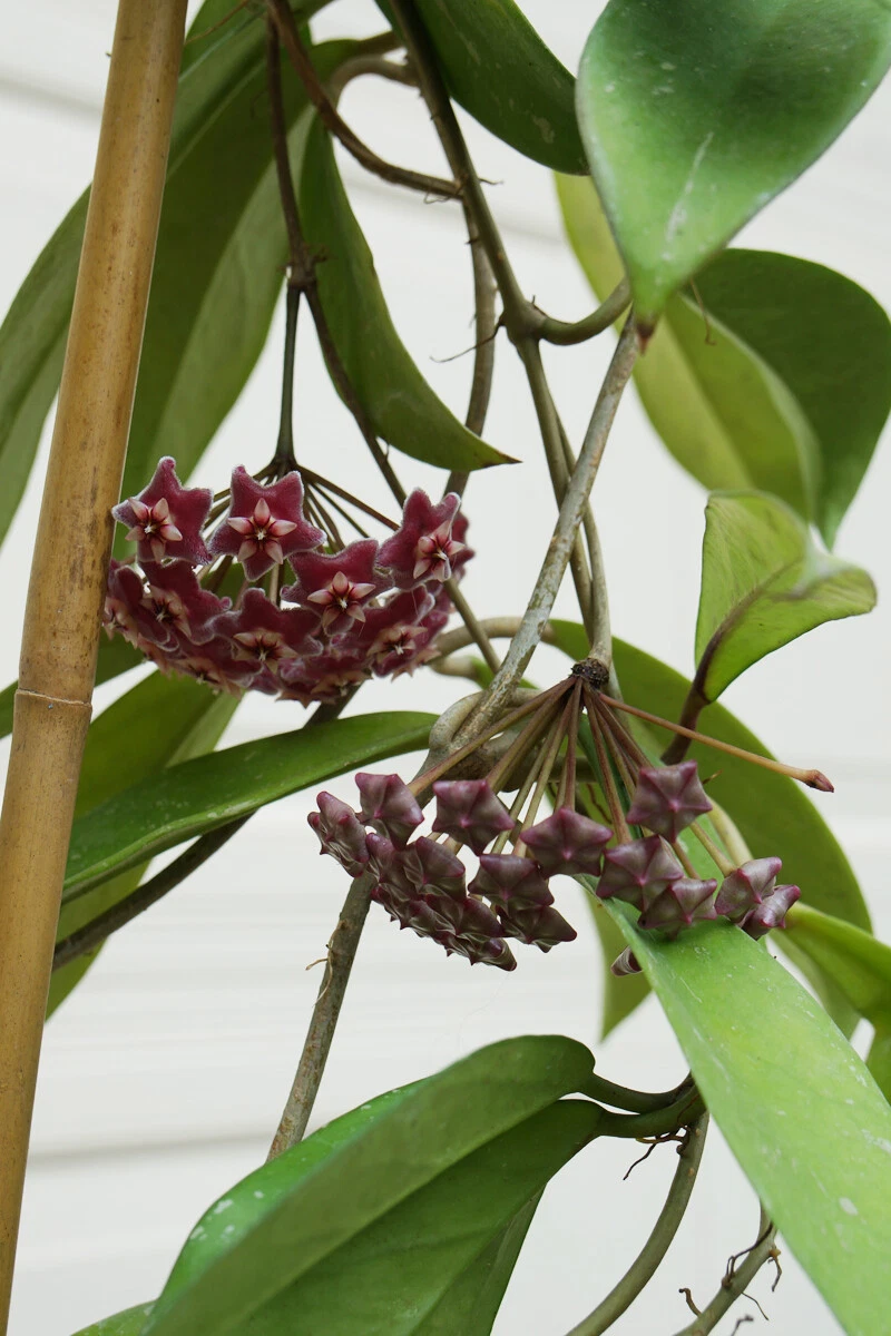 Hoya Vine Plant