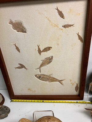 World Class Fossil Diplomystus/Knightia Fish, Green River WY Perfectly ...