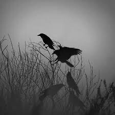 The EdGar Allan Crow | eBay Stores