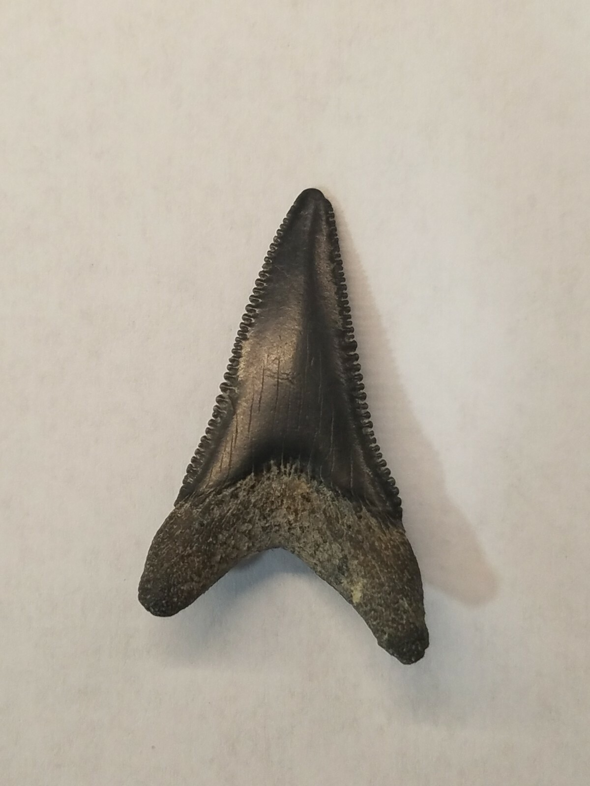 1.57 Lower Great White Tooth Fossilized | eBay