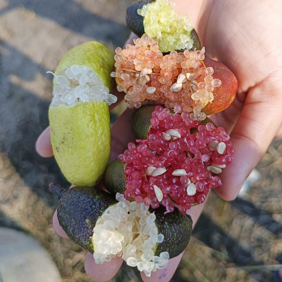 Australian Finger Lime Grafted Plant Sunshine Yellow Caviar Lime Tree ...