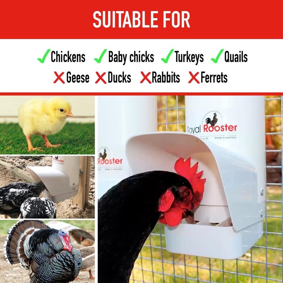 ROYAL ROOSTER Chicken / Poultry Coop - Single Feeder | eBay