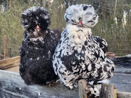 Silkie Hatching Eggs Mottled 6, Satin, Showgirl, Frizzle NPIP & AI ...