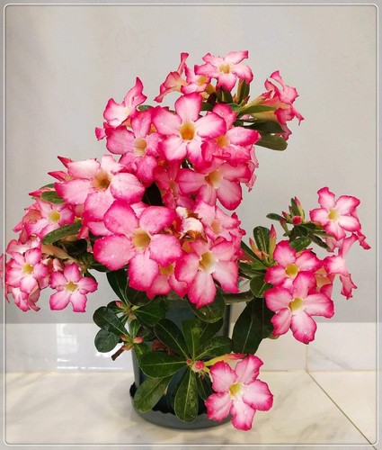 Vibrant Pink Desert Rose (Adenium Obesum) – Rare Indoor Plant, 6cm Pot ...